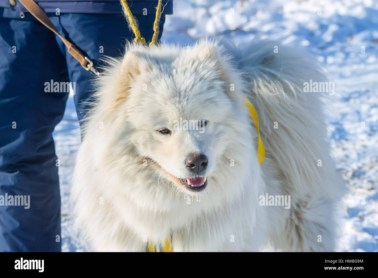 White fluffy Samoyed on a leash. close-up portrait Stock Photo - Alamy
