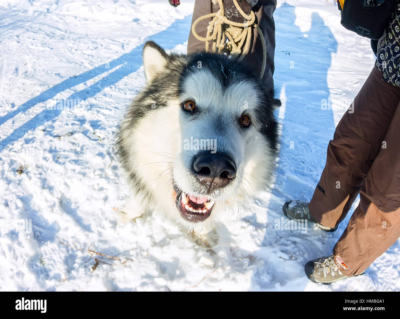 Alaskan Malamute dog portrait in front camera Stock Photo - Alamy