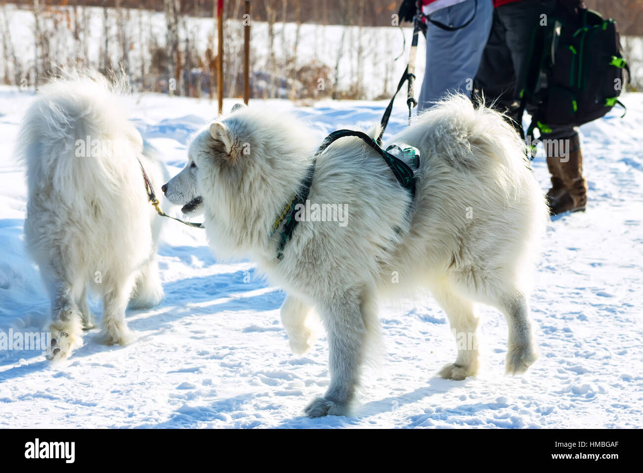 pair of fluffy white Samoyed dogs in harness. close-up portrait Stock ...