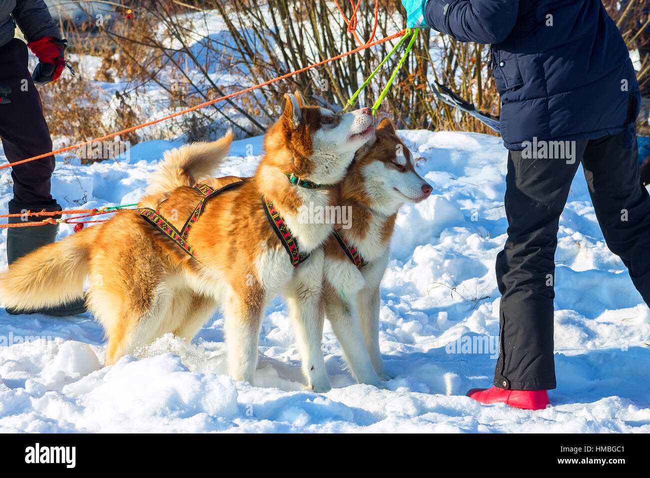 red husky on leash to the harness with a man Stock Photo - Alamy