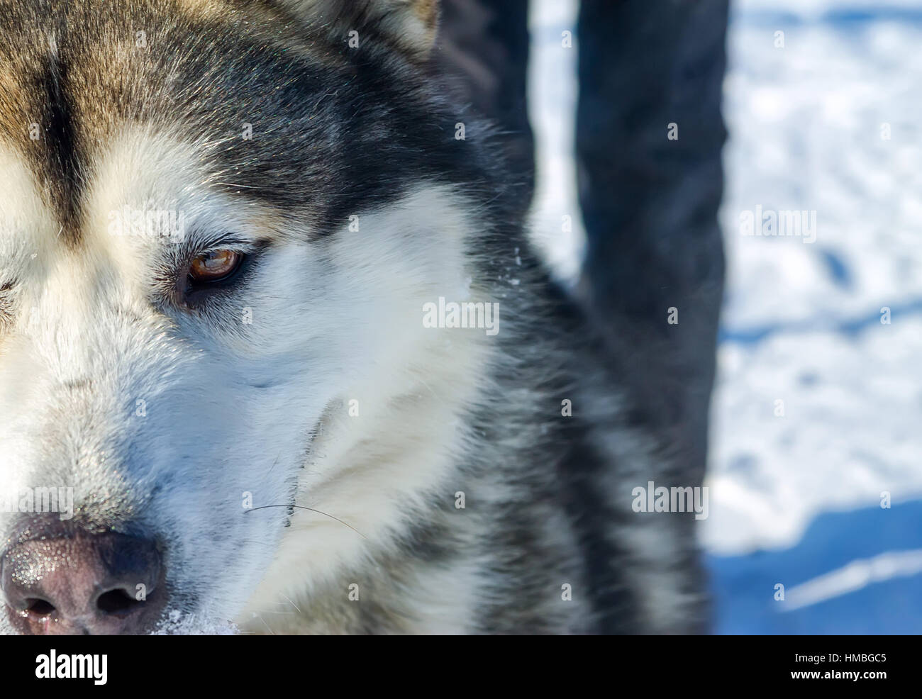 Alaskan Malamute dog portrait in front camera Stock Photo - Alamy