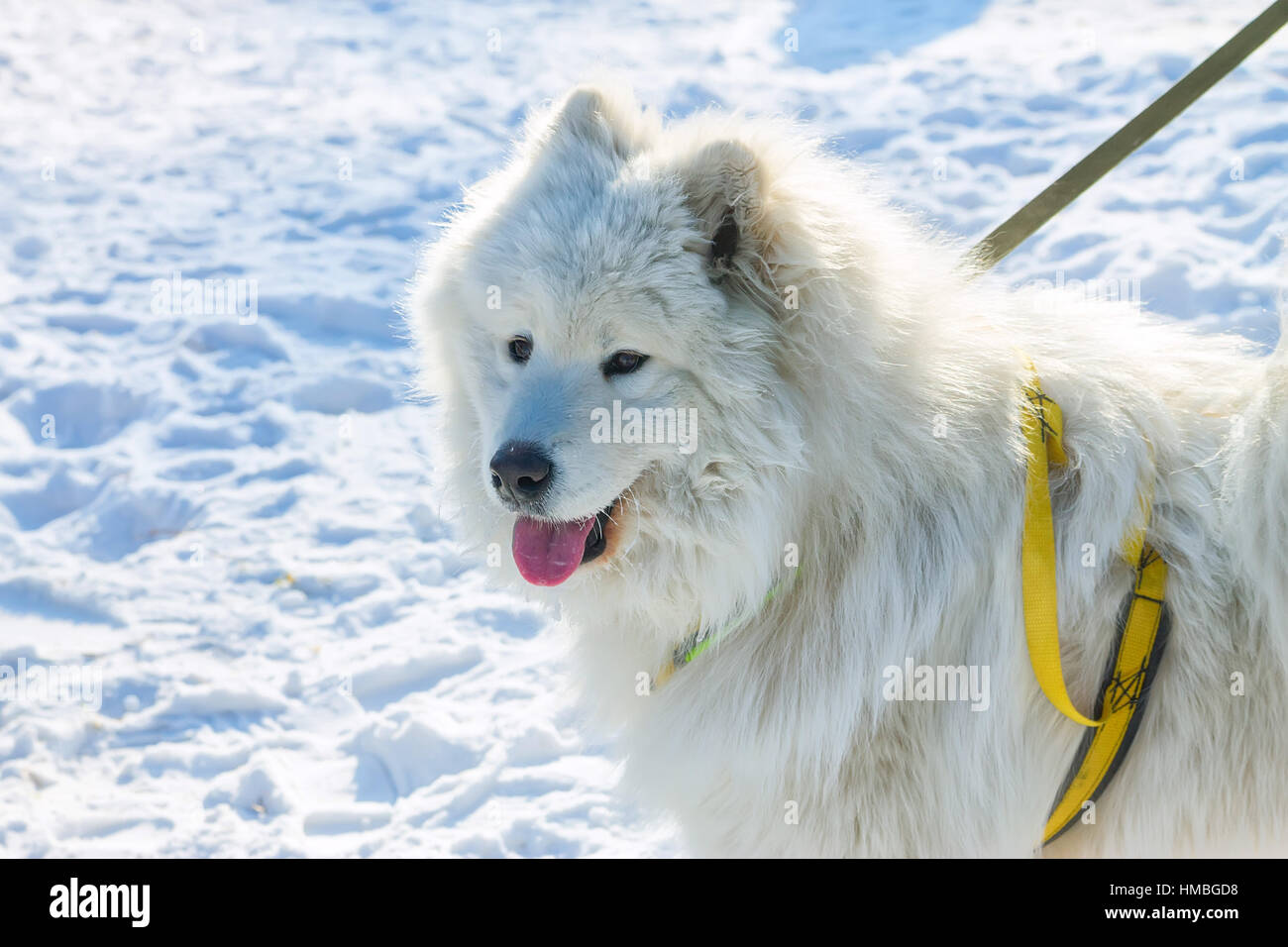 Dog language hi-res stock photography and images - Alamy