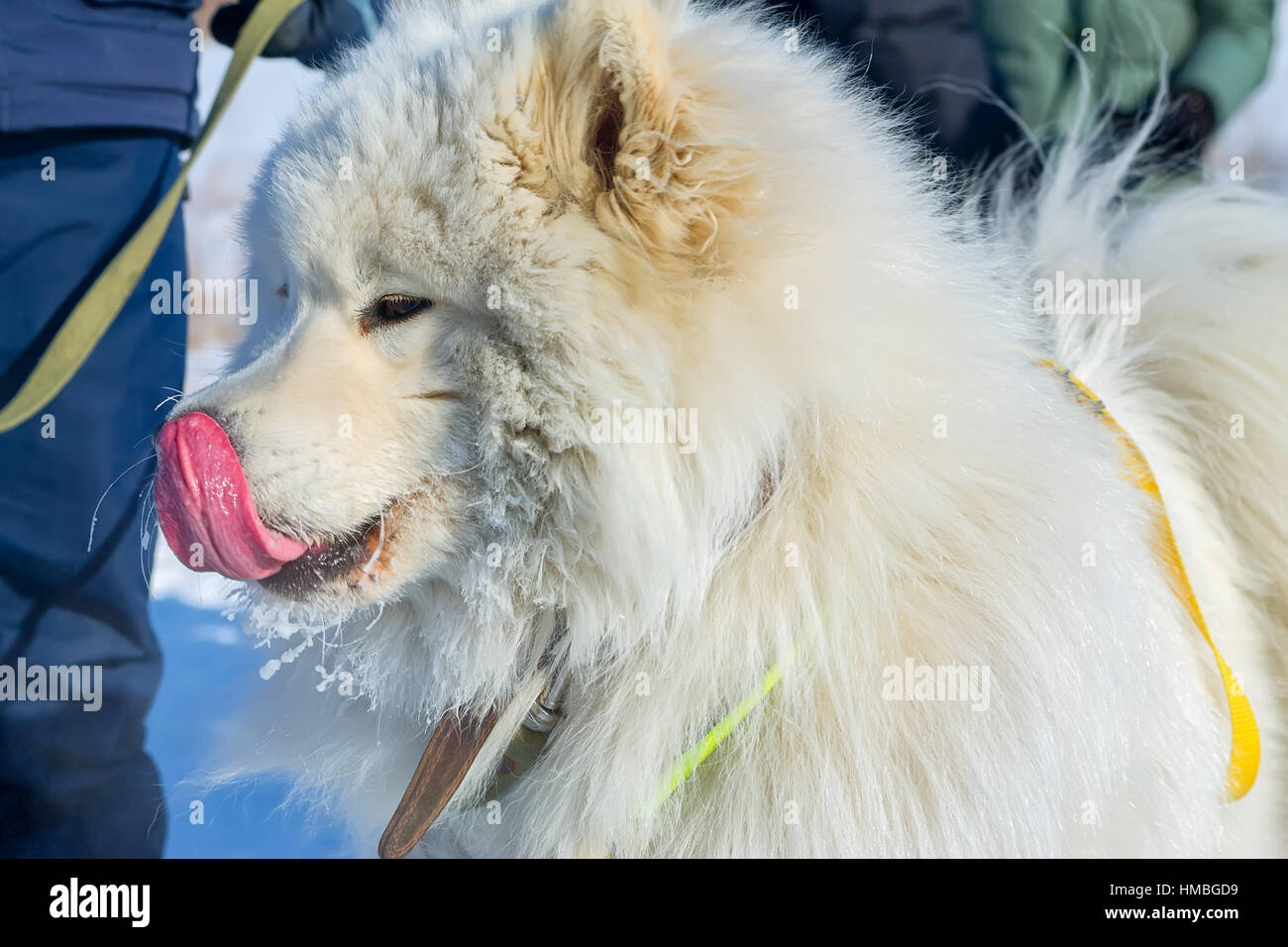 Funny happy white samoyed hi-res stock photography and images - Alamy