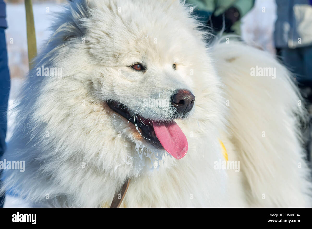 White fluffy Samoyed dog language. close-up portrait Stock Photo - Alamy