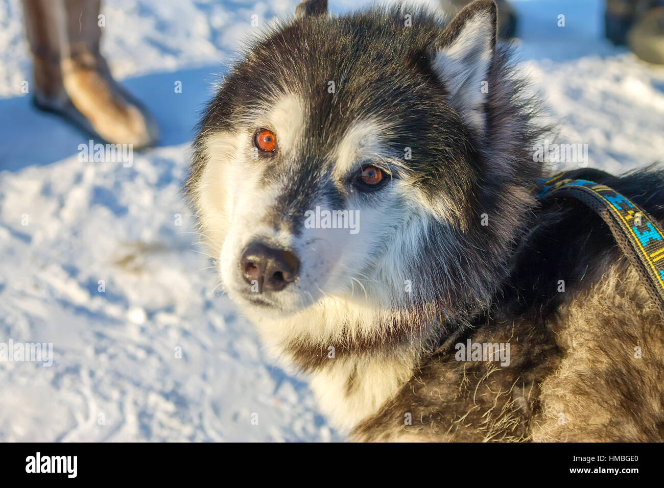 Alaskan Malamute dog portrait in front camera Stock Photo - Alamy