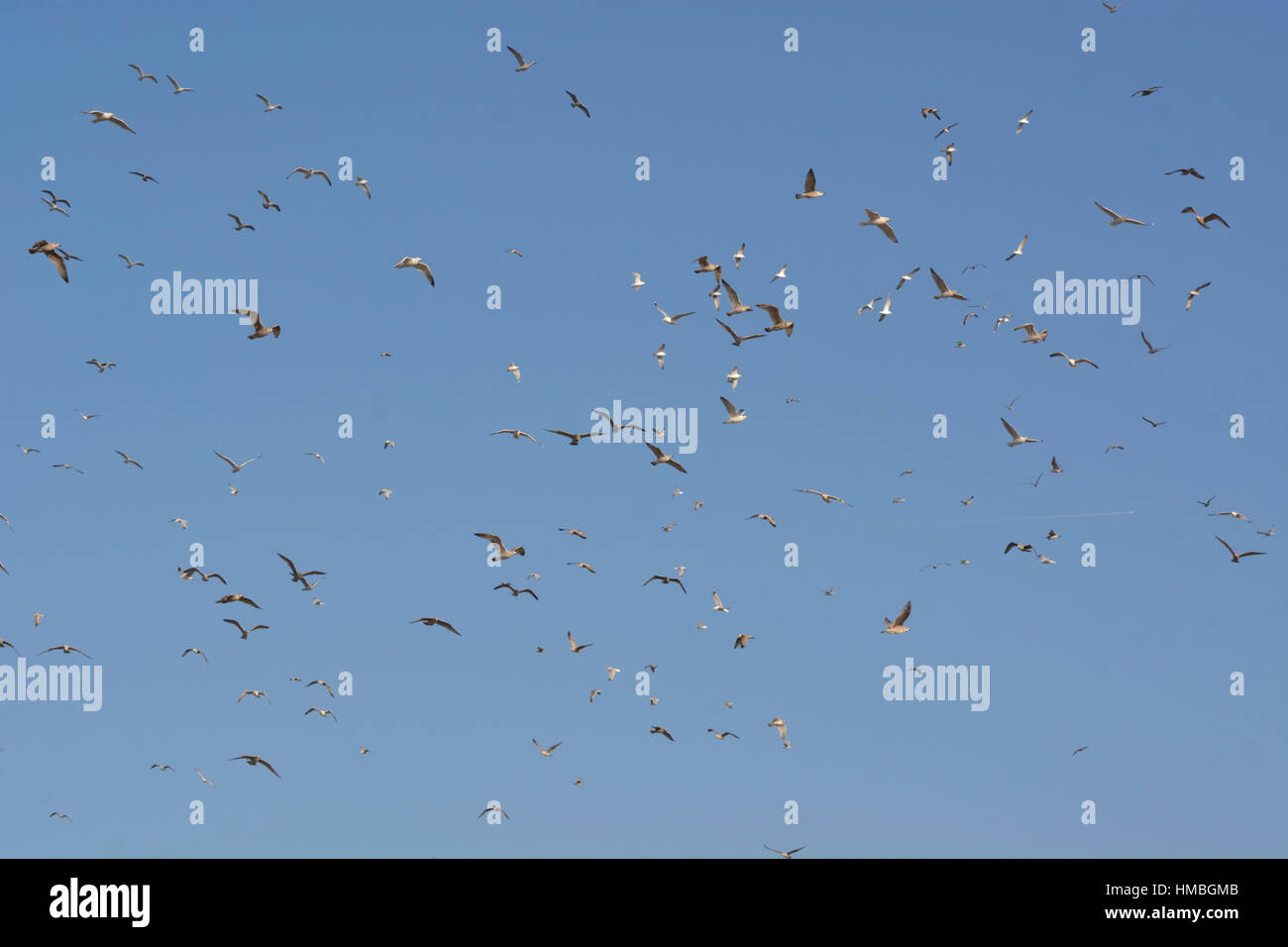 a flock of seagulls in flight Stock Photo - Alamy