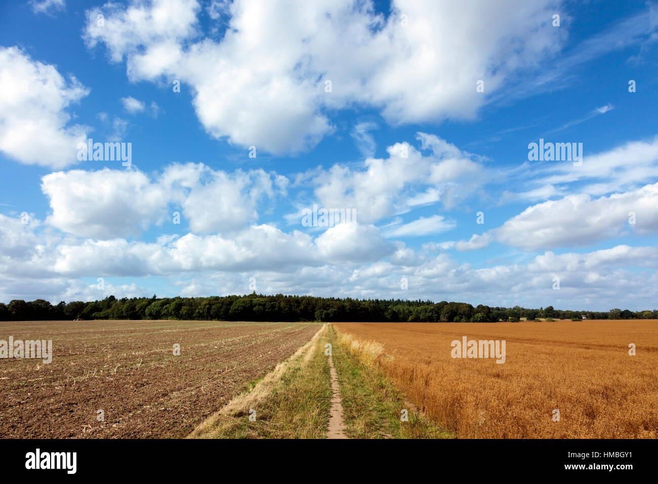 Farm field partly cropped and partly ploughed with a dividing footpath ...