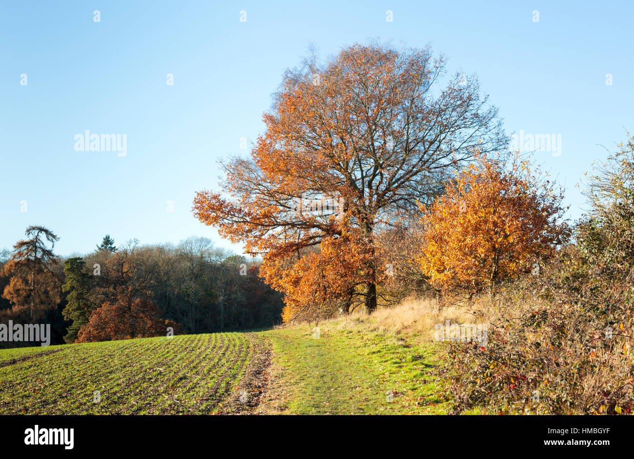 Beech tree in winter still with orange leaves on a winter day in the ...