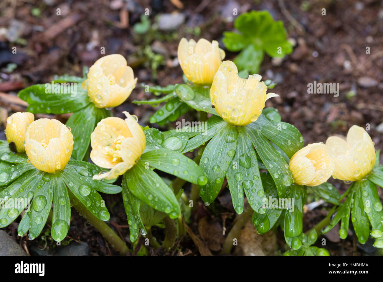 Pale yellow flowers of the selected form of winter aconite, Eranthis ...