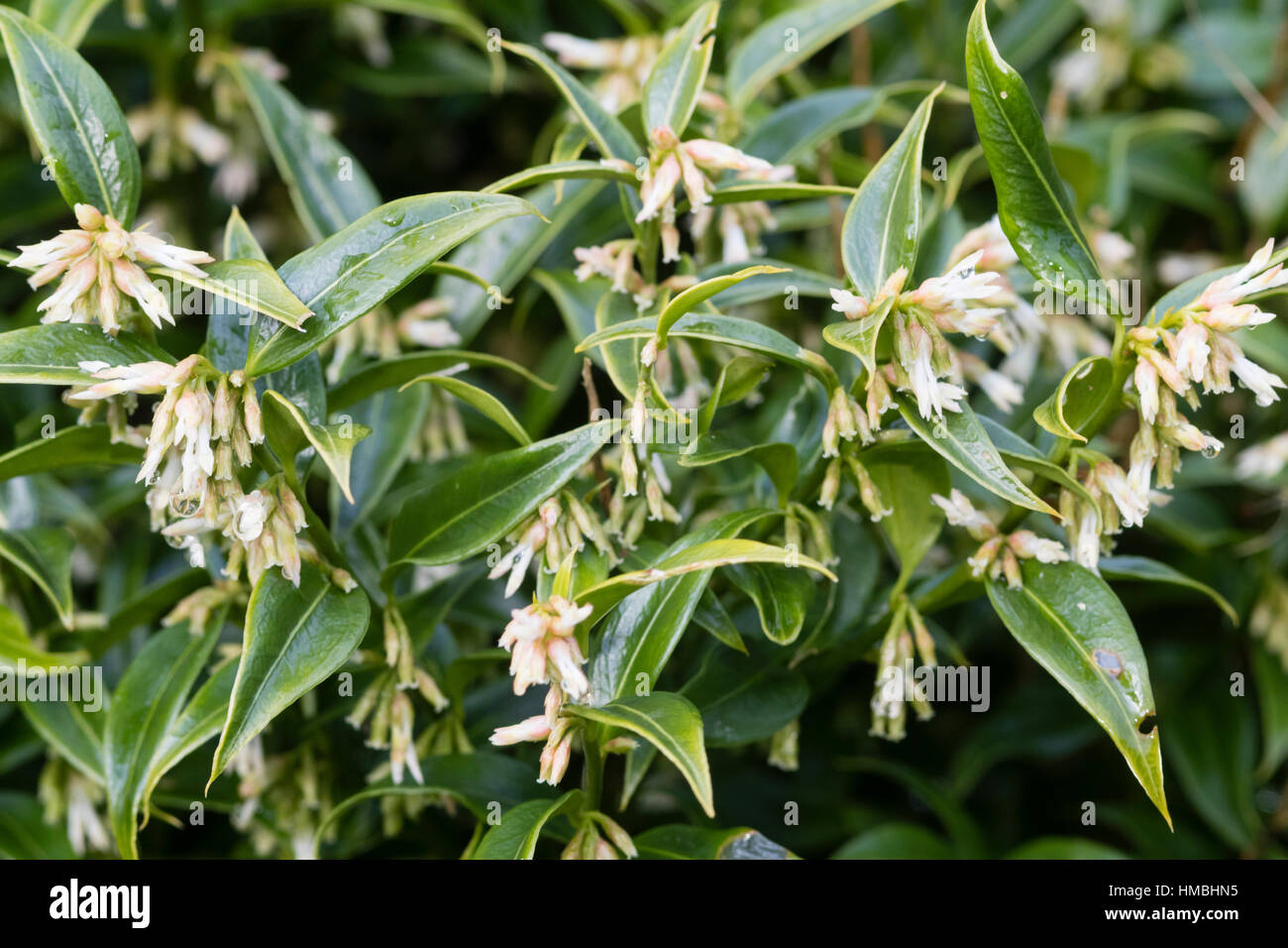Sarcococca shrub hi-res stock photography and images - Alamy