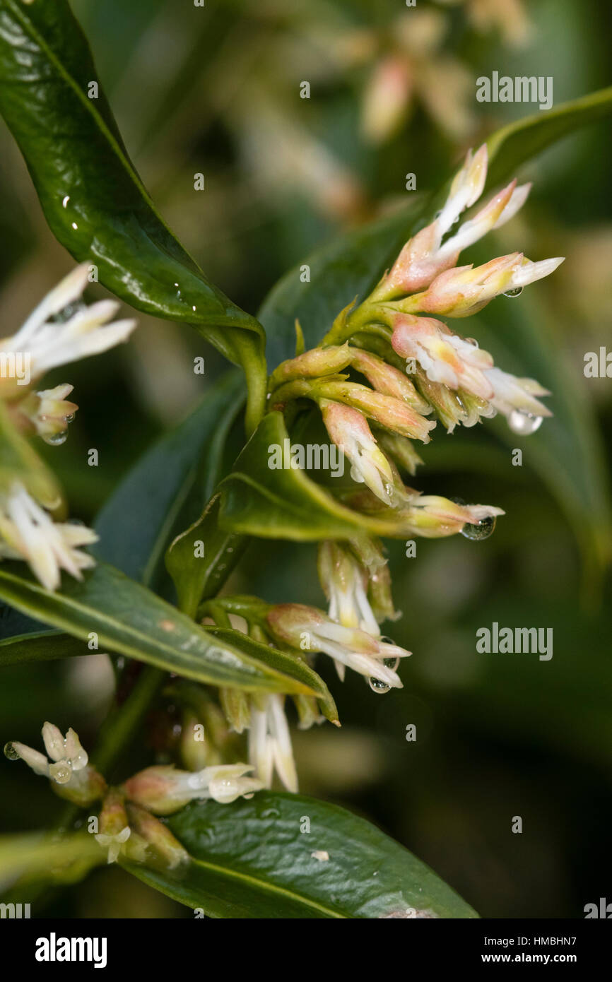Heavily fragrant white flowers of the sweet box, Sarcococca ruscifolia ...