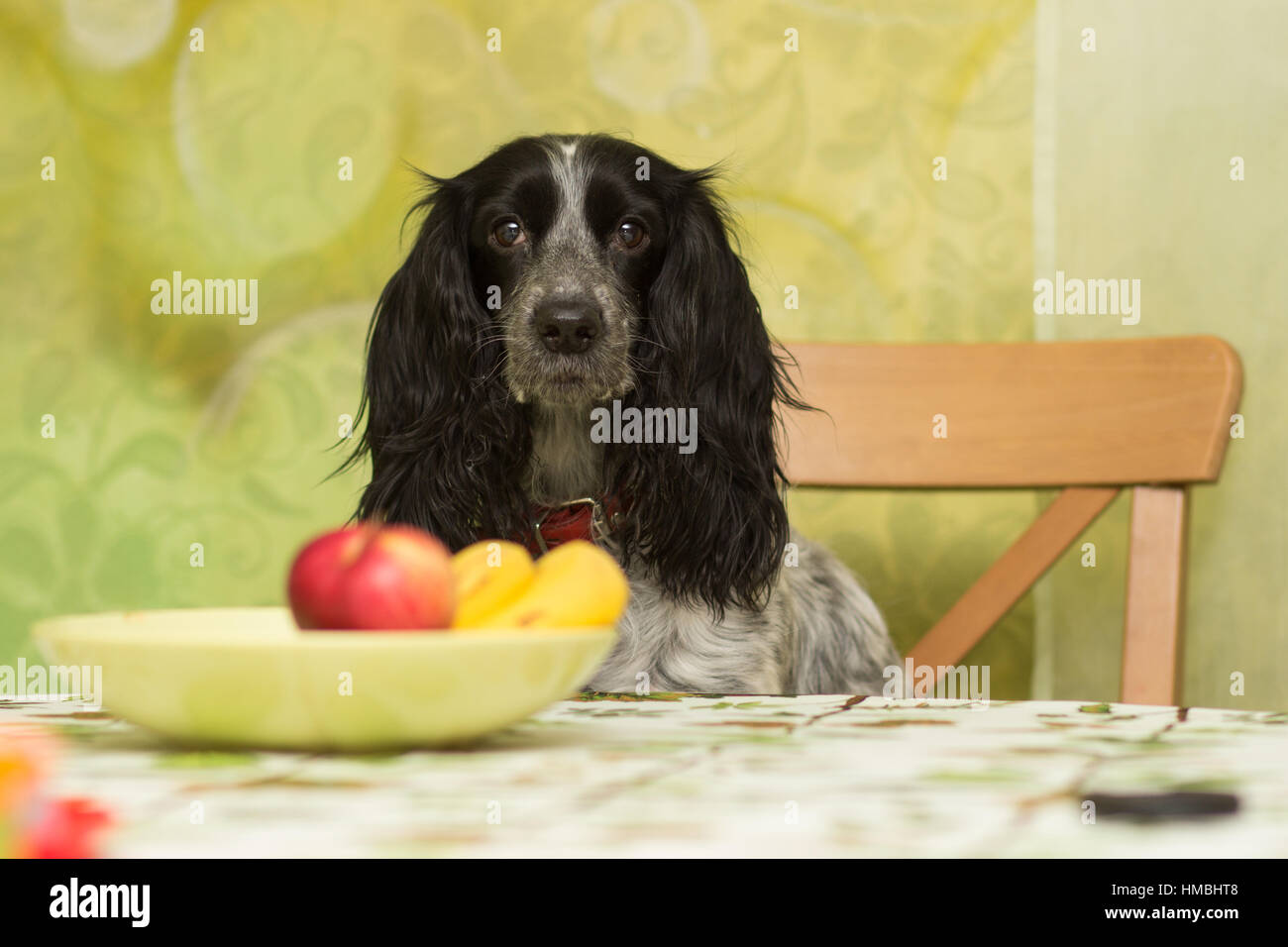 English spaniel head shot breed hi-res stock photography and images - Alamy