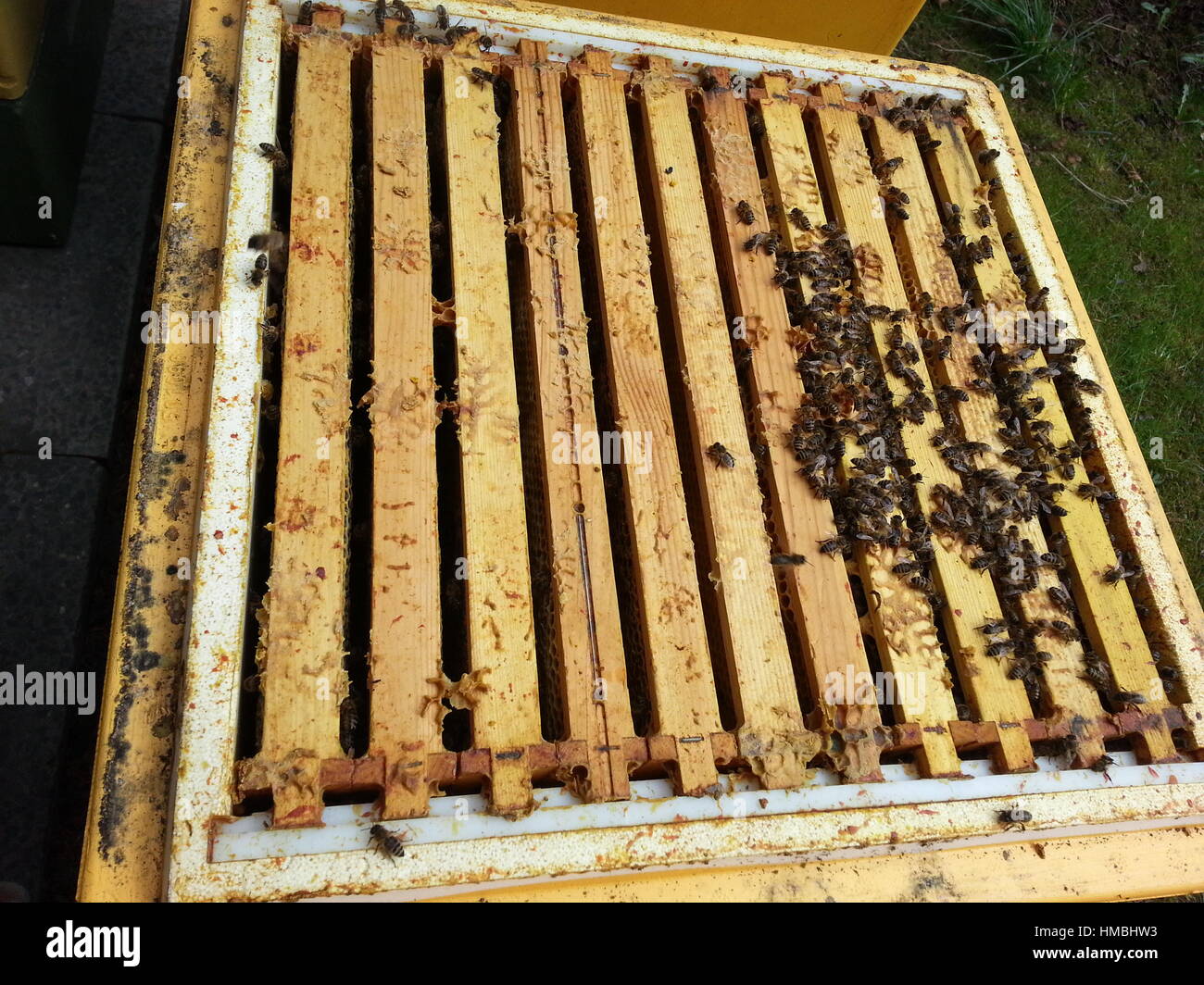 Beehive honey bees nature hi-res stock photography and images - Alamy