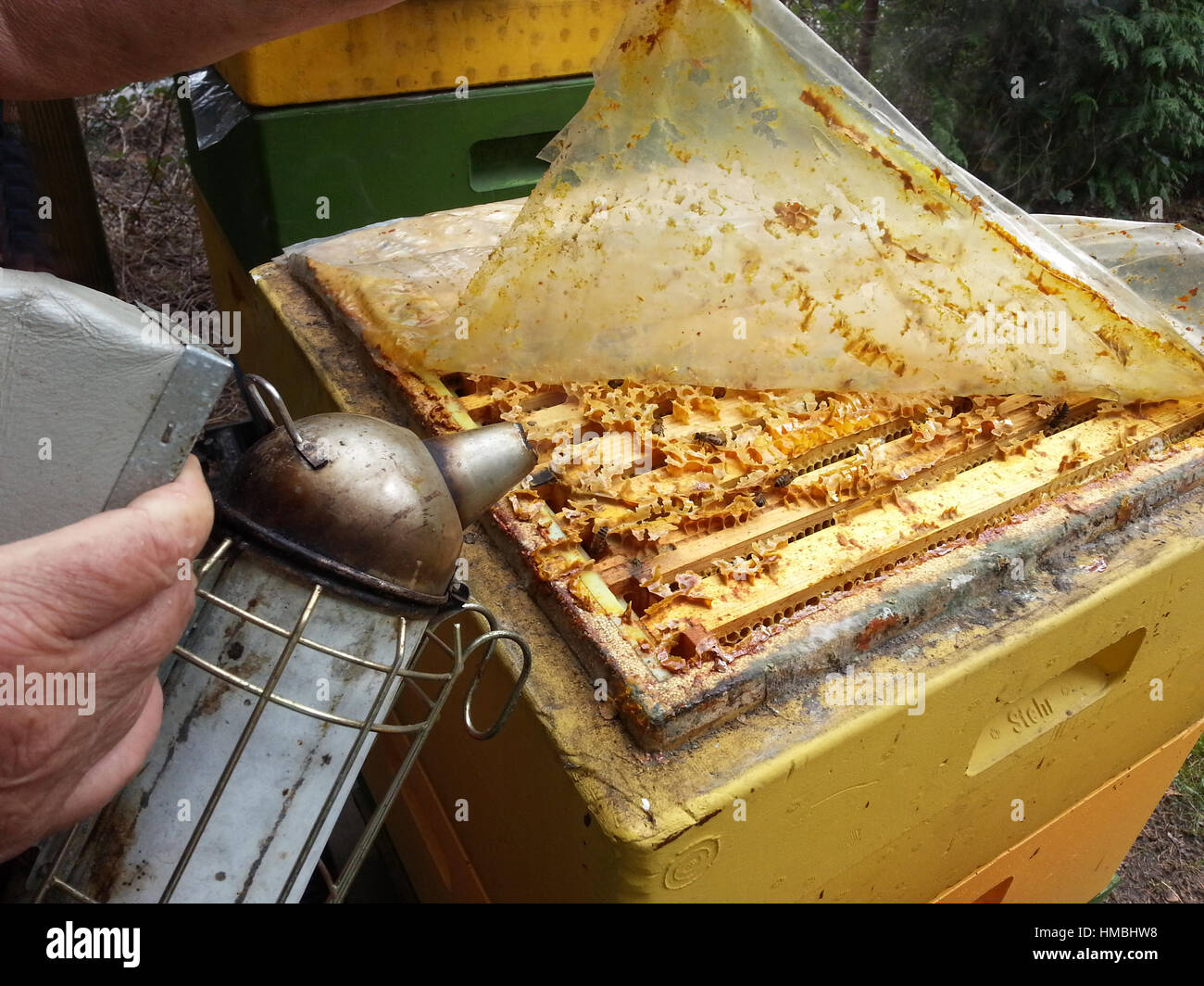 beekeeping with a smoker Stock Photo - Alamy