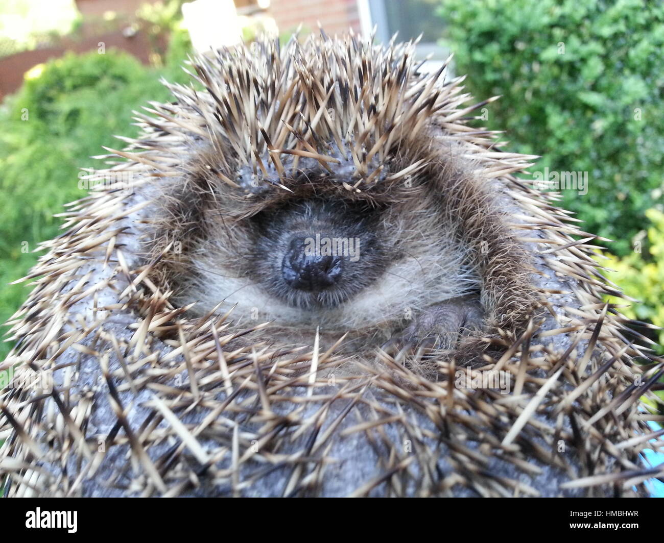 Hedgehog ball hi-res stock photography and images - Alamy