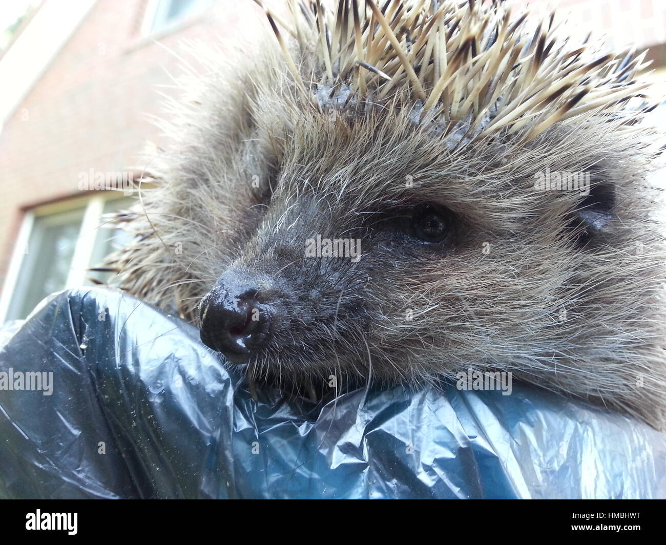 Hedgehog close up Stock Photo - Alamy