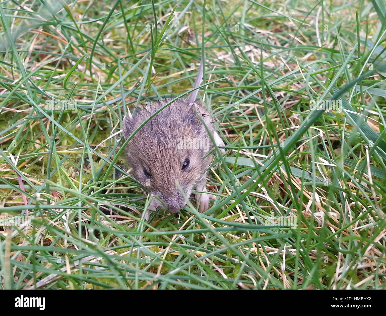 Little mouse in grass Stock Photo - Alamy