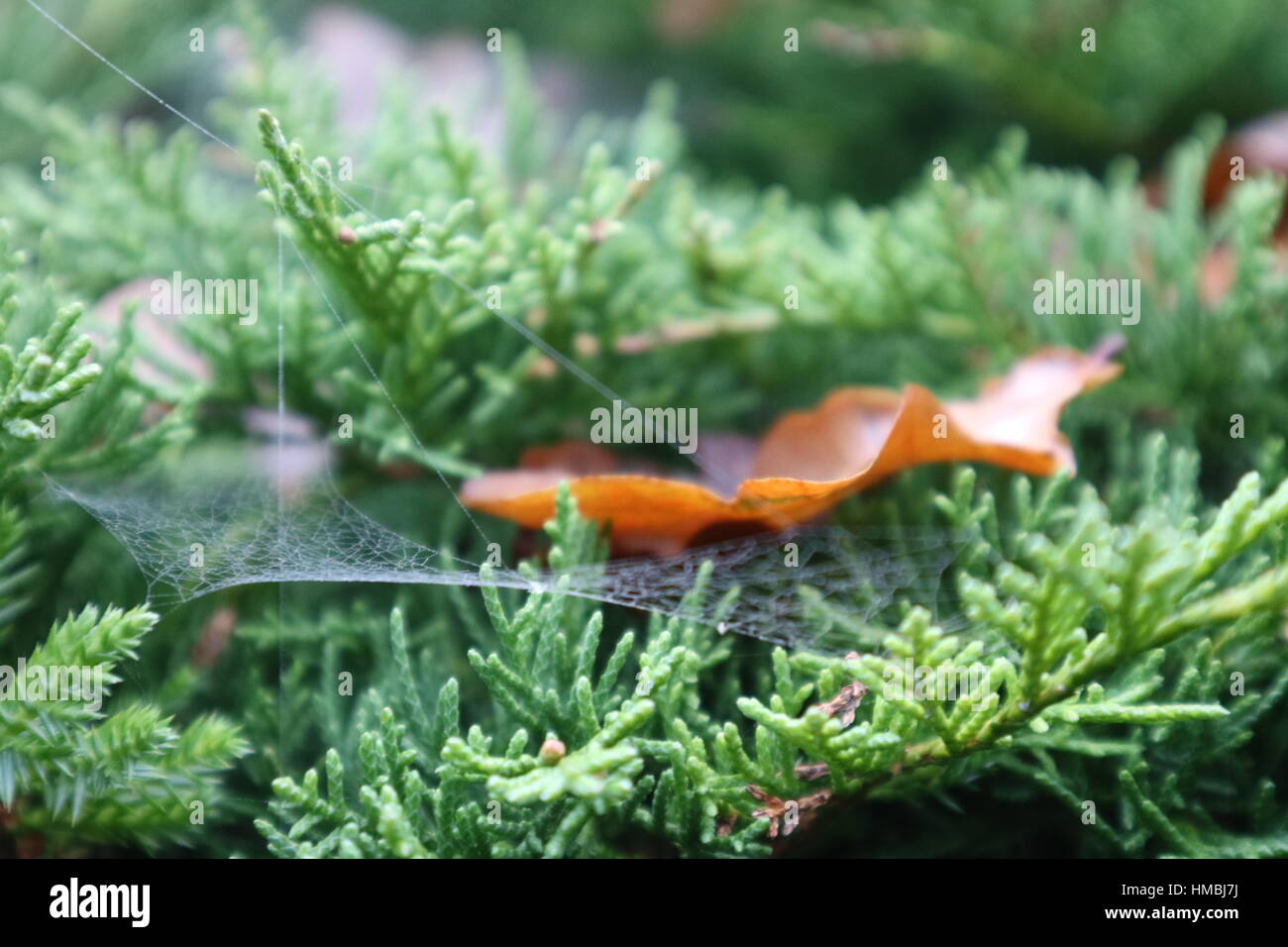 falling leve on pine tree with spider web Stock Photo - Alamy