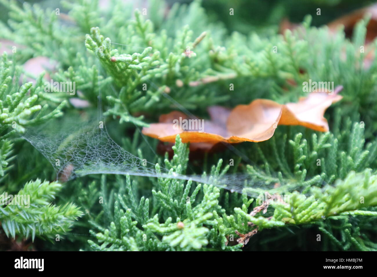 Tree falling leave isolated hi-res stock photography and images - Alamy