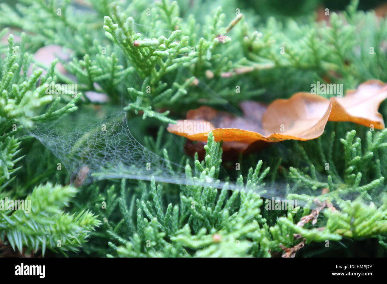 Daeth leave hi-res stock photography and images - Alamy