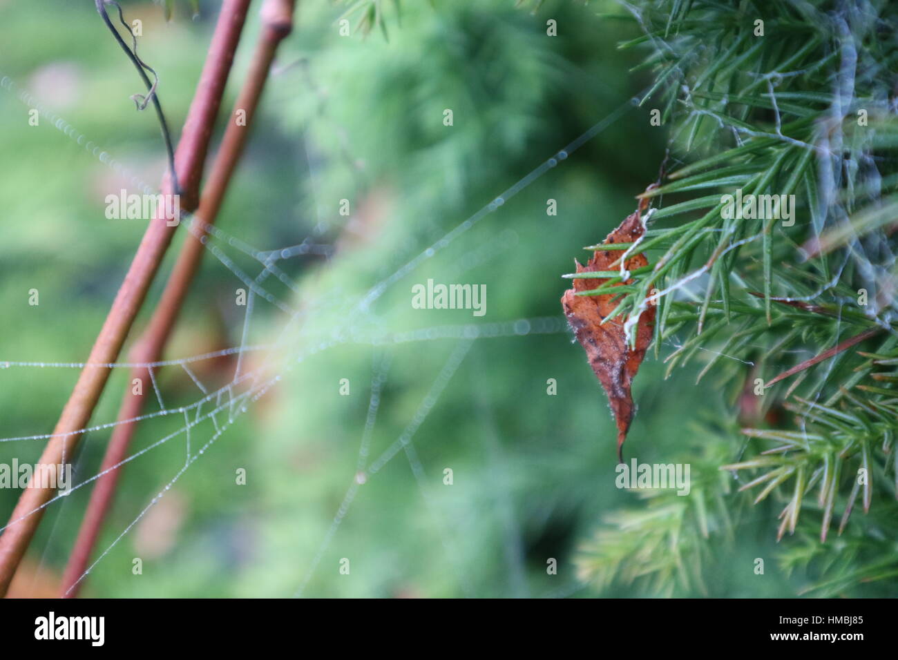 Tree falling leave isolated hi-res stock photography and images - Alamy
