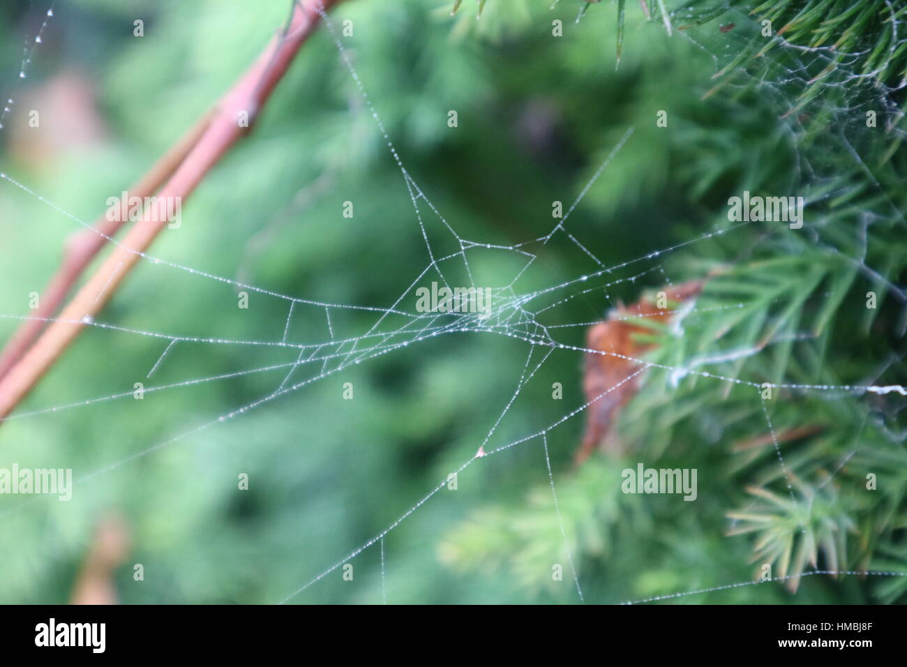 Tree falling leave hi-res stock photography and images - Alamy