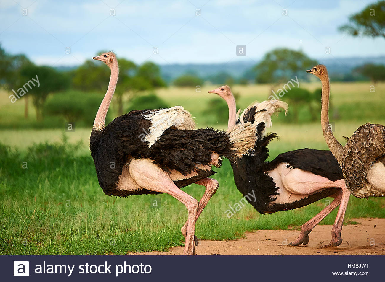 Ostriches Running Stock Photos & Ostriches Running Stock Images - Alamy