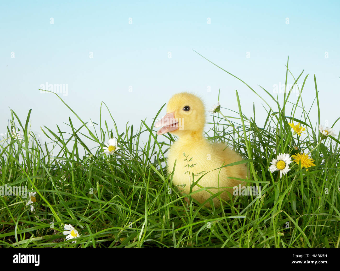 4 days old easter duckling meeting his first grass Stock Photo - Alamy