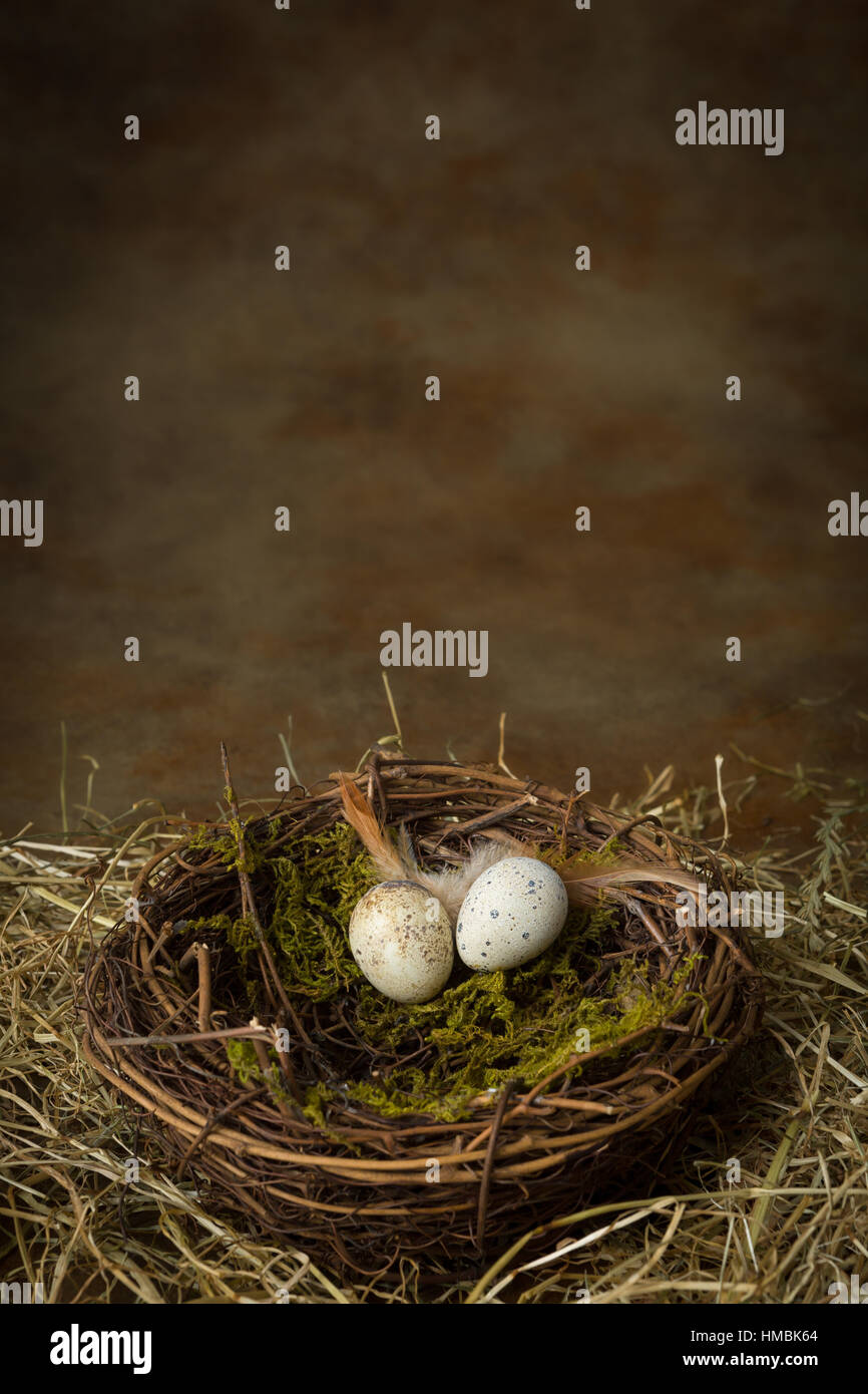 Small speckled bird's eggs lying in a nest Stock Photo - Alamy