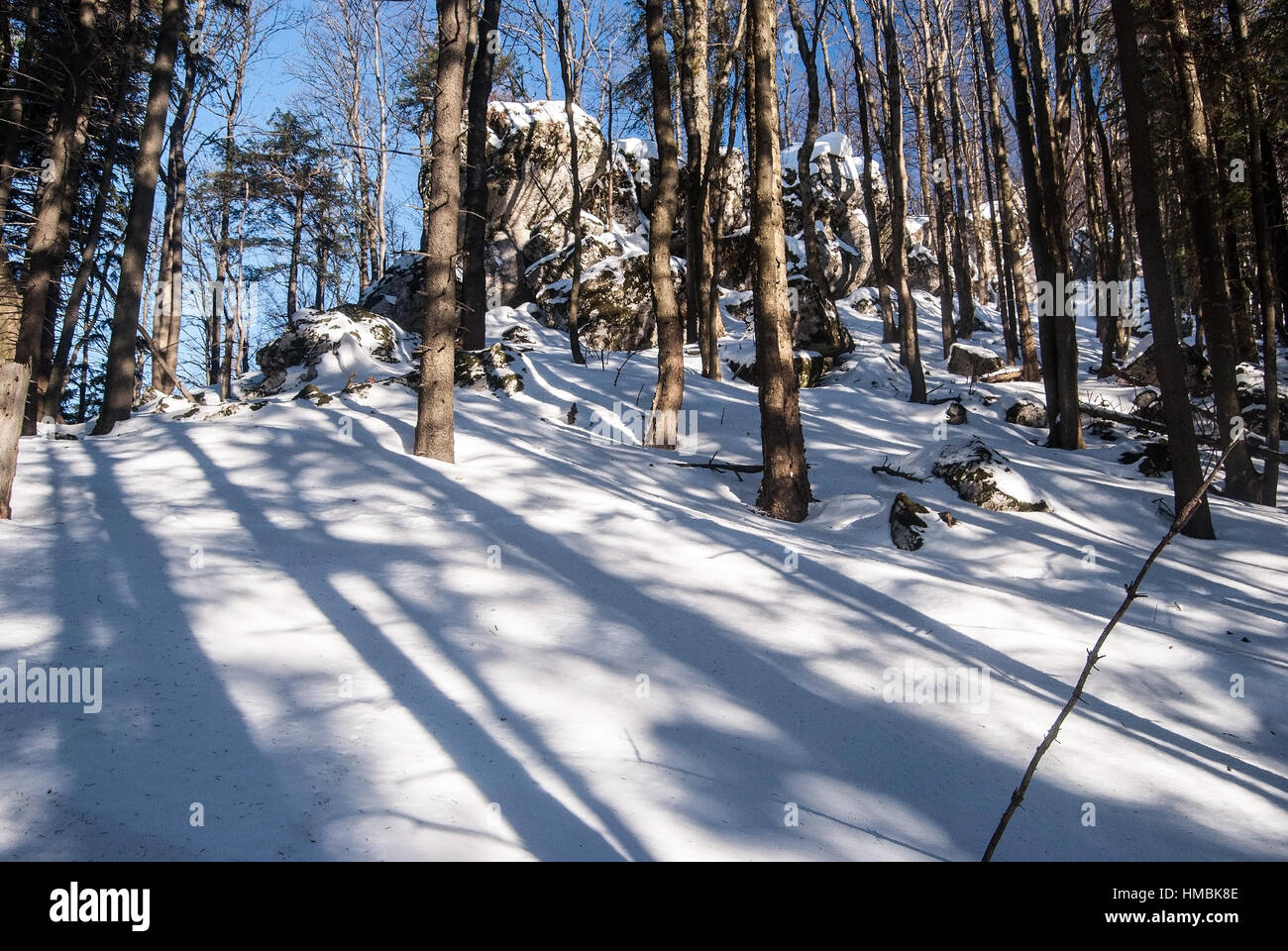 winter deciduous mountain forest with rocks, snow and clear sky bellow ...