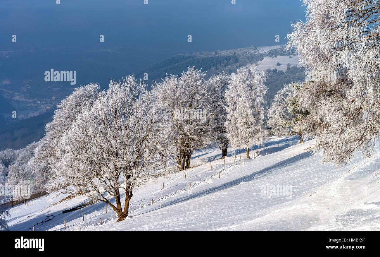 Beautiful white frozen trees on blue sky background. Picturesque and ...