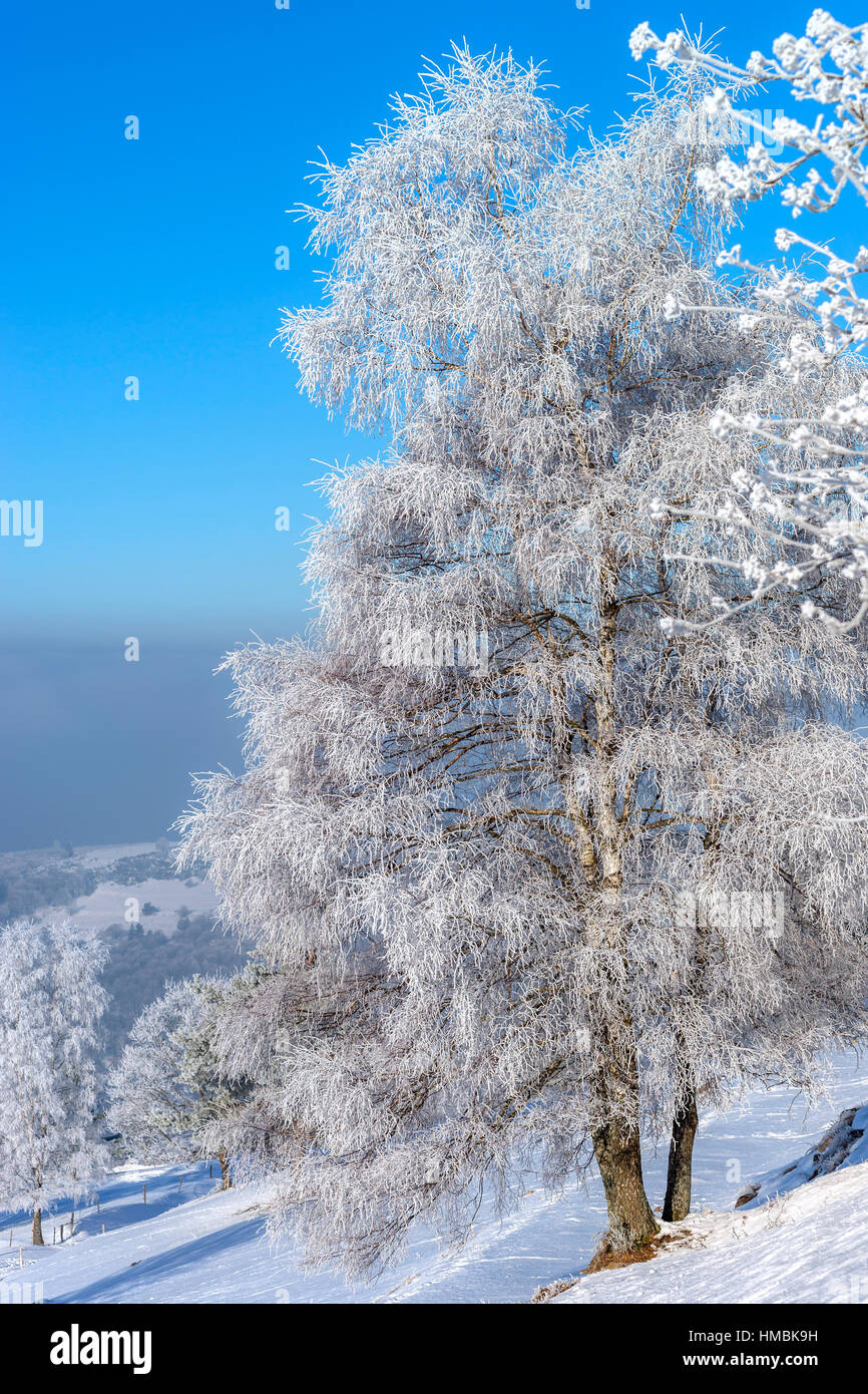 Beautiful white frozen trees on blue sky background. Picturesque and ...