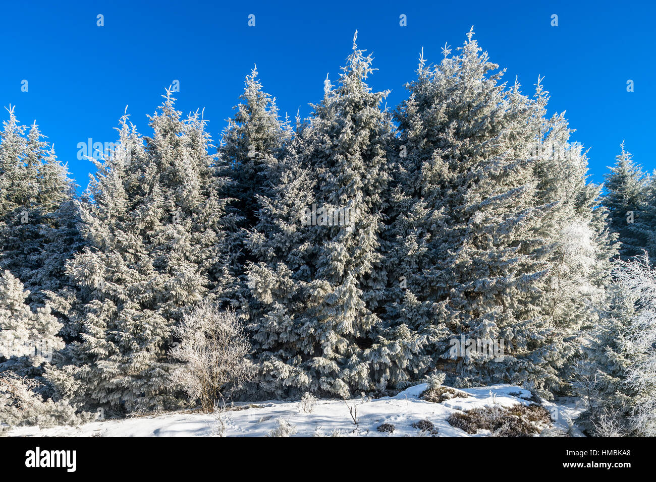 Beautiful white frozen trees on blue sky background. Picturesque and ...