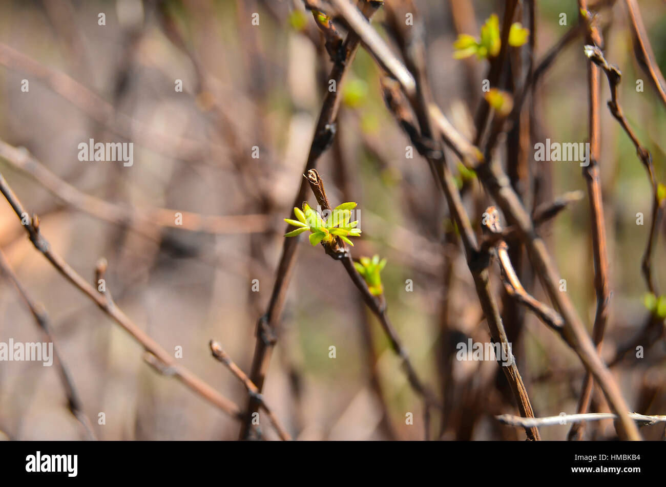 Leaf sprouting hi-res stock photography and images - Alamy