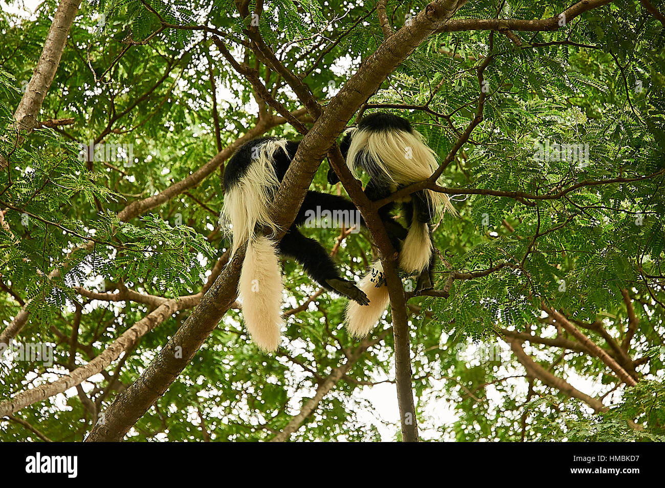 Eastern black-and-white Colobus monkeys, courting on a tree Stock Photo ...