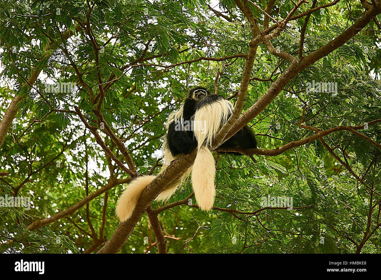 Eastern black-and-white Colobus monkeys, courting on a tree Stock Photo ...