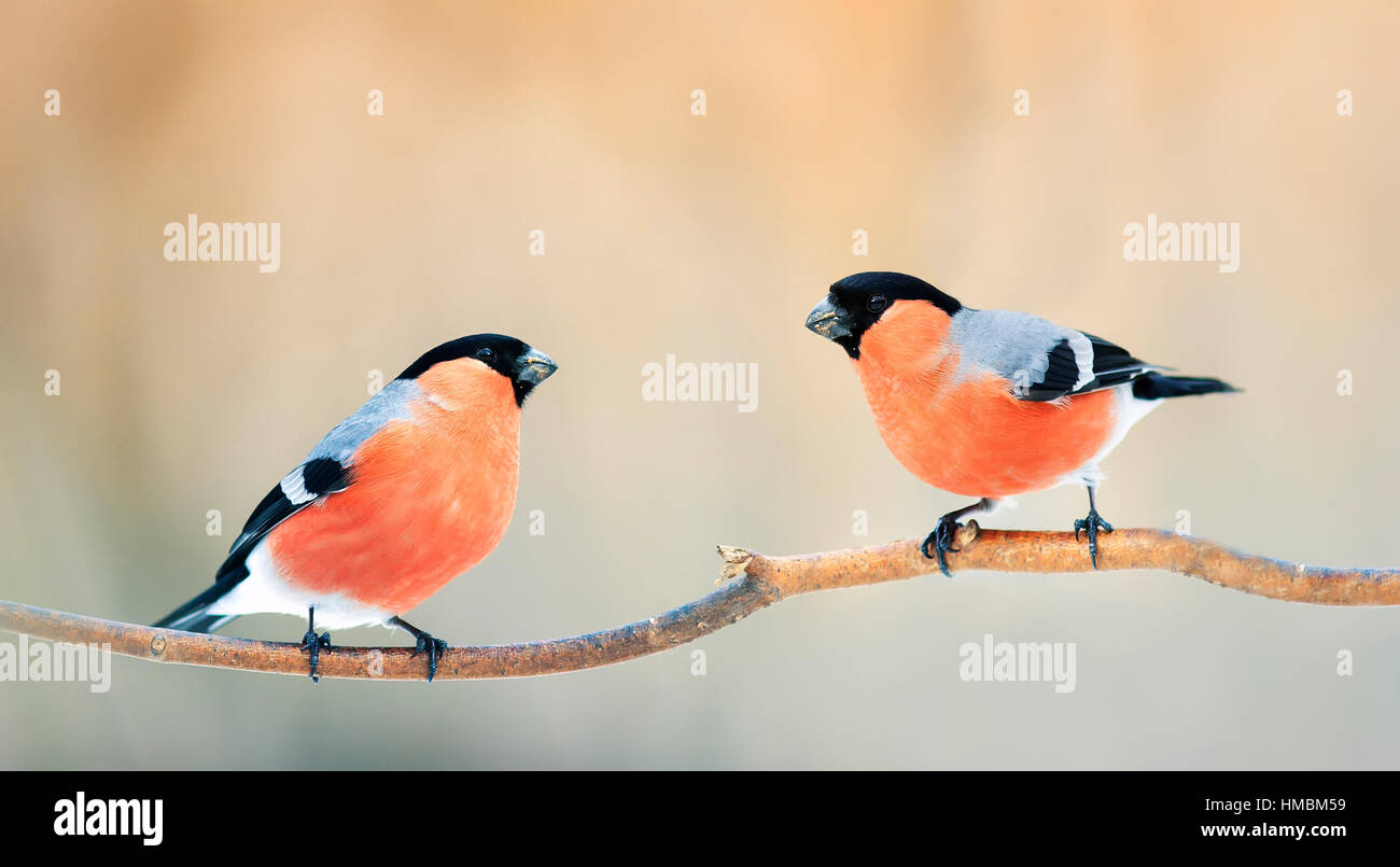Plump bird hi-res stock photography and images - Alamy