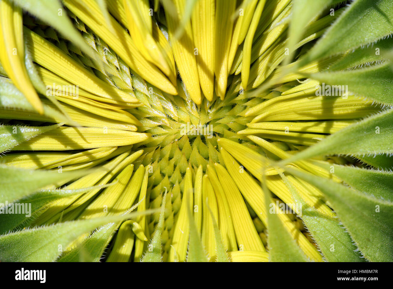 Sunflower bud detail hi-res stock photography and images - Alamy