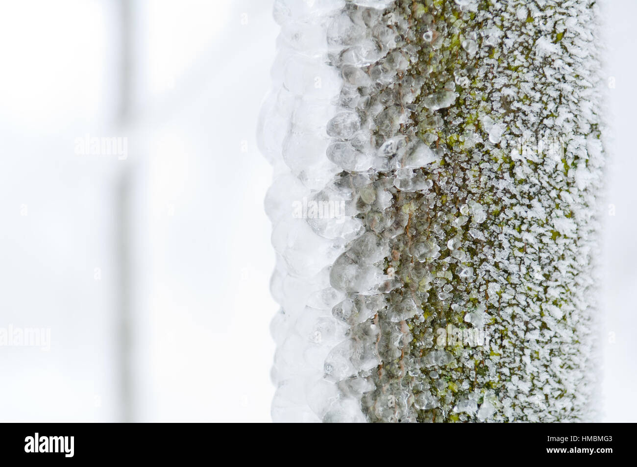 Freezing rain or sleet covered the trees and branches Stock Photo - Alamy