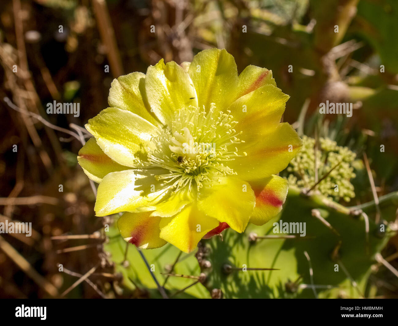 Corse - Corsica, France: Flower of Corse Stock Photo - Alamy