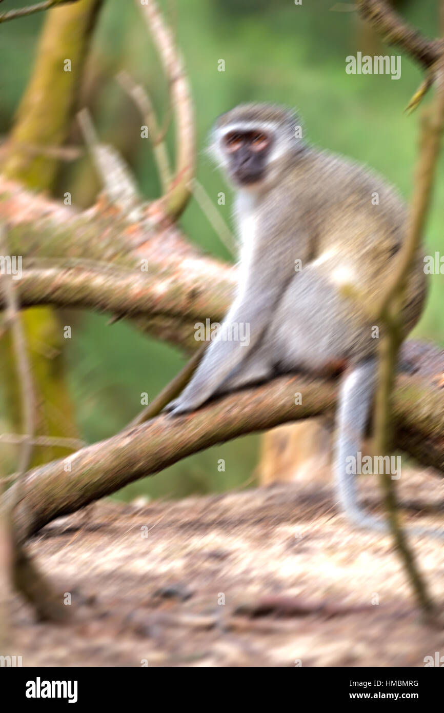 blur in south africa kruger wildlife nature reserve and wild monkey ...