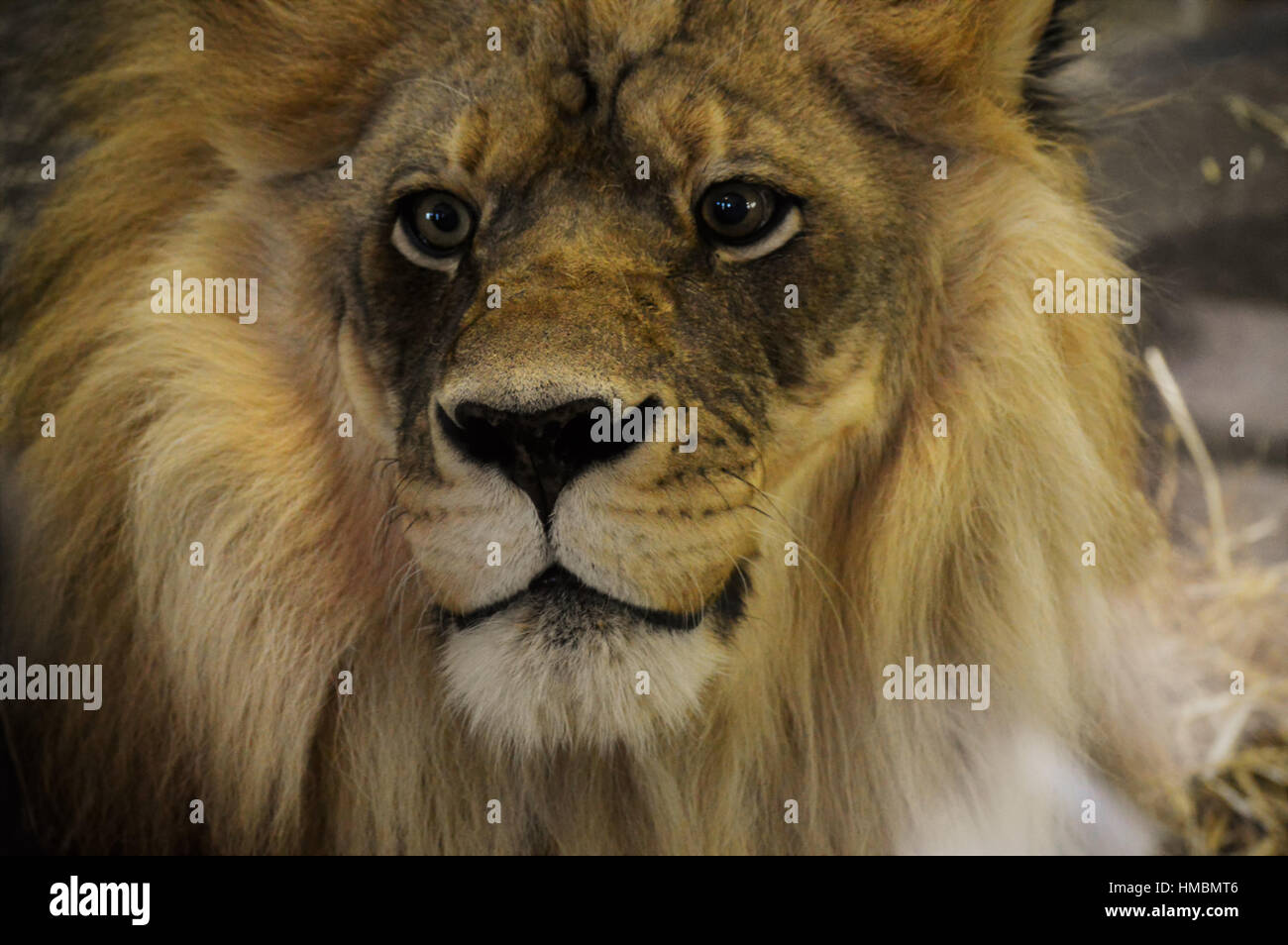 Male lion eyes hi-res stock photography and images - Alamy