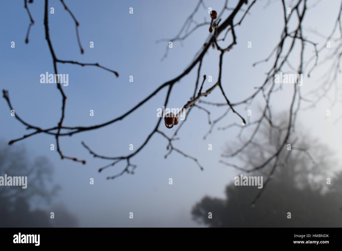 Water drop on tree bud Stock Photo - Alamy