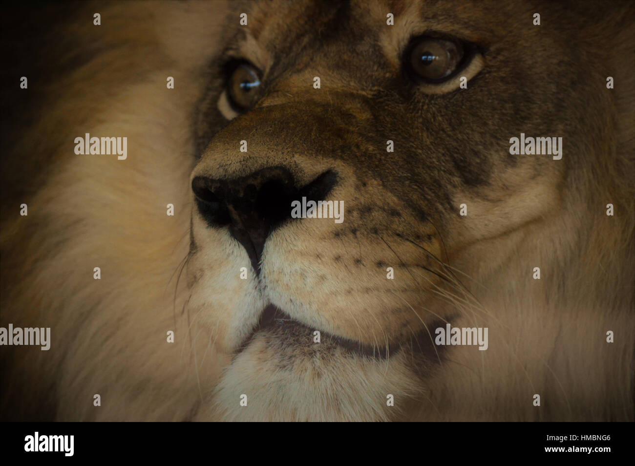 Male lion eyes hi-res stock photography and images - Alamy