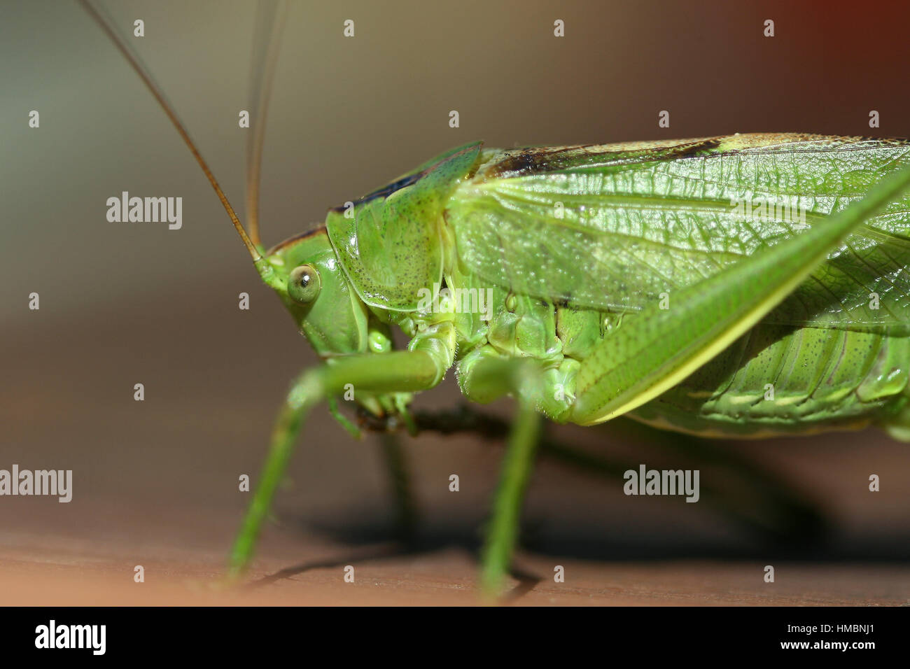 Greasy grass hi-res stock photography and images - Alamy