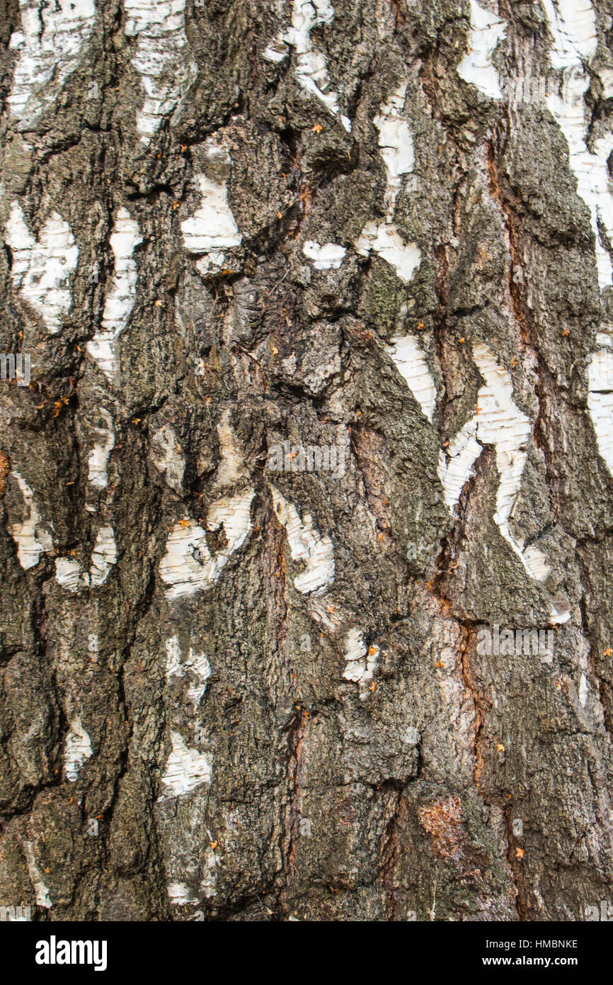 Horizontal Texture of Birch Bark. Background Pattern with Surface of ...