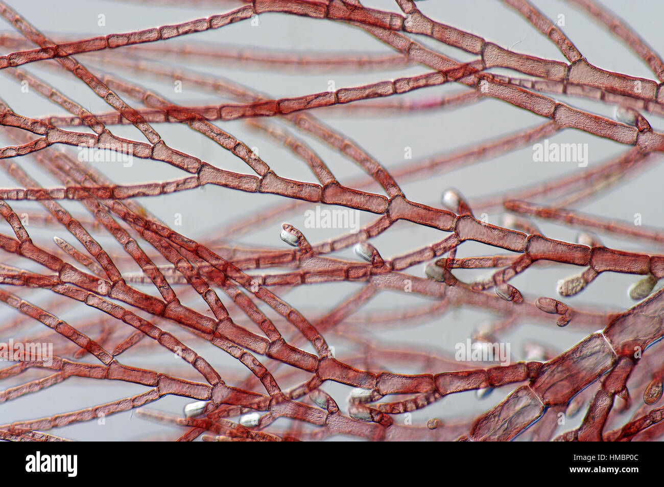 red algae (Rhodophytes) from the Mediterranean sea Stock Photo - Alamy