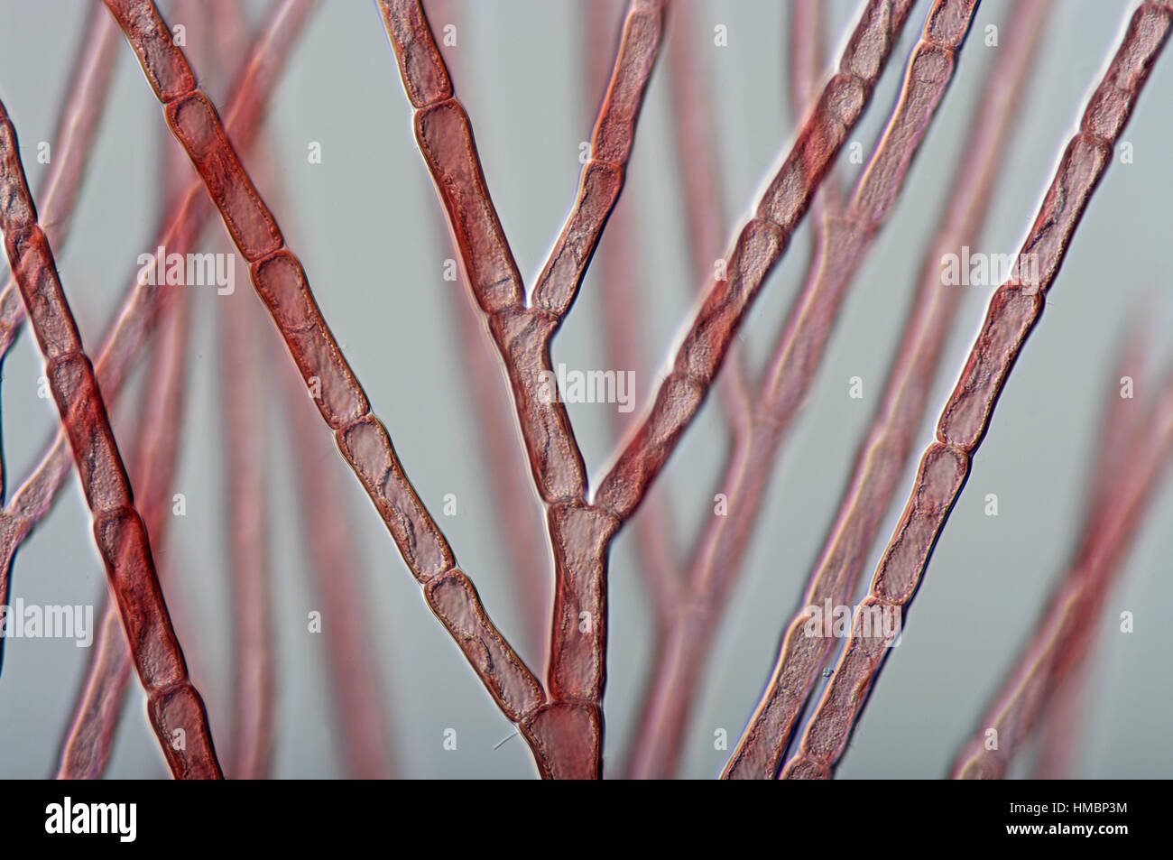 Corallina Under Microscope