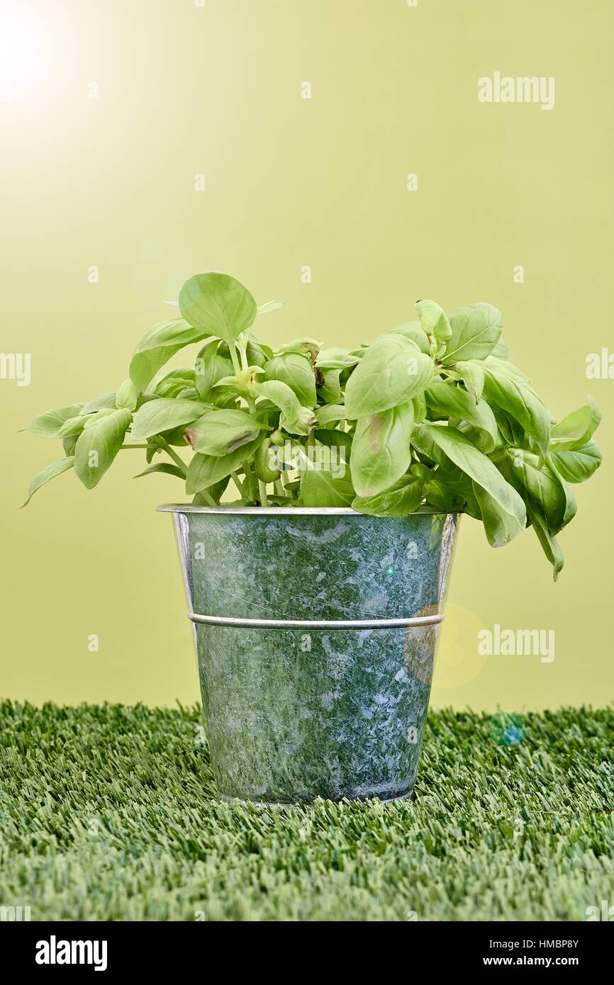 A studio photo of potted basil Stock Photo - Alamy