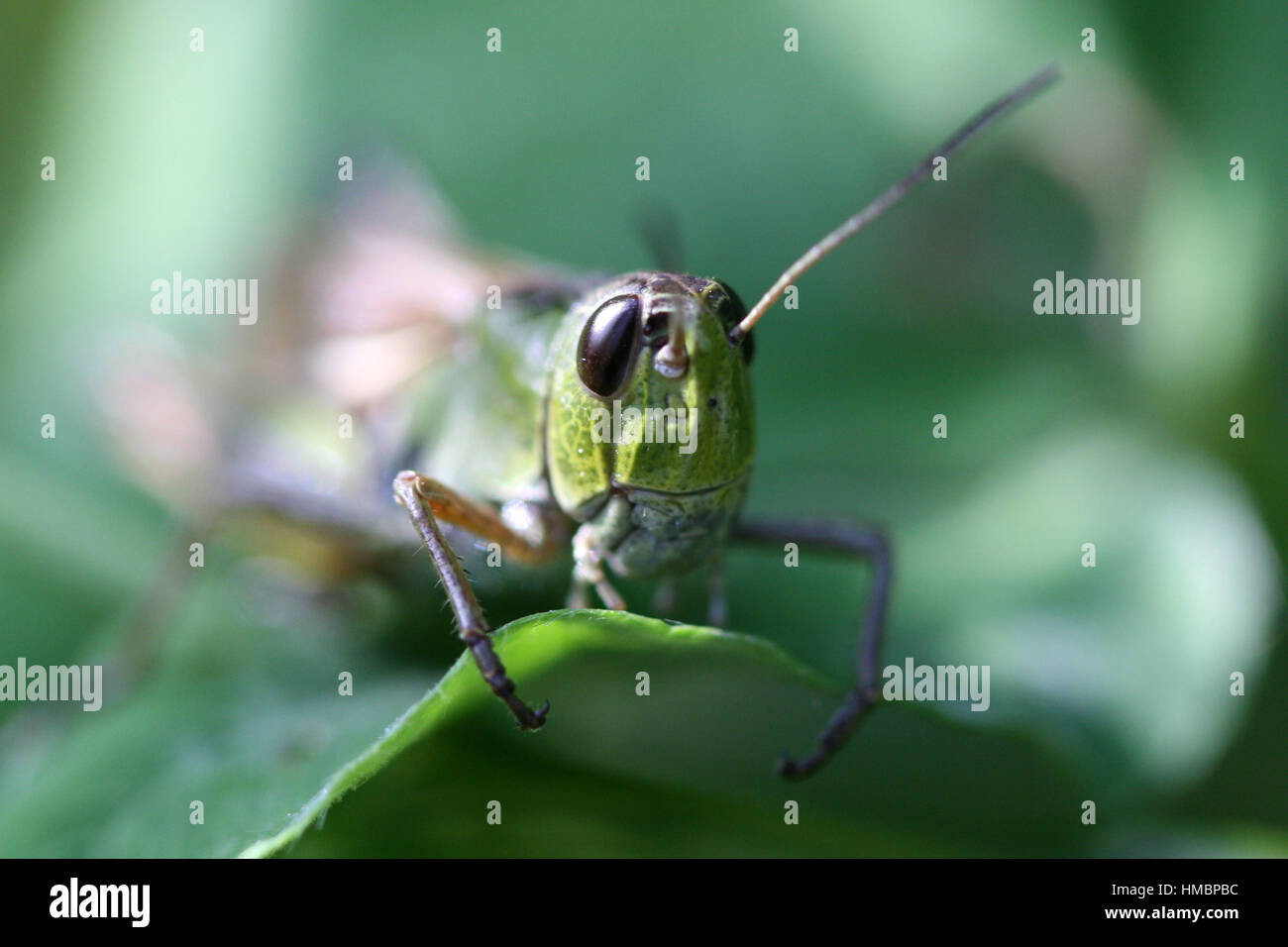 Greasy grass hi-res stock photography and images - Alamy